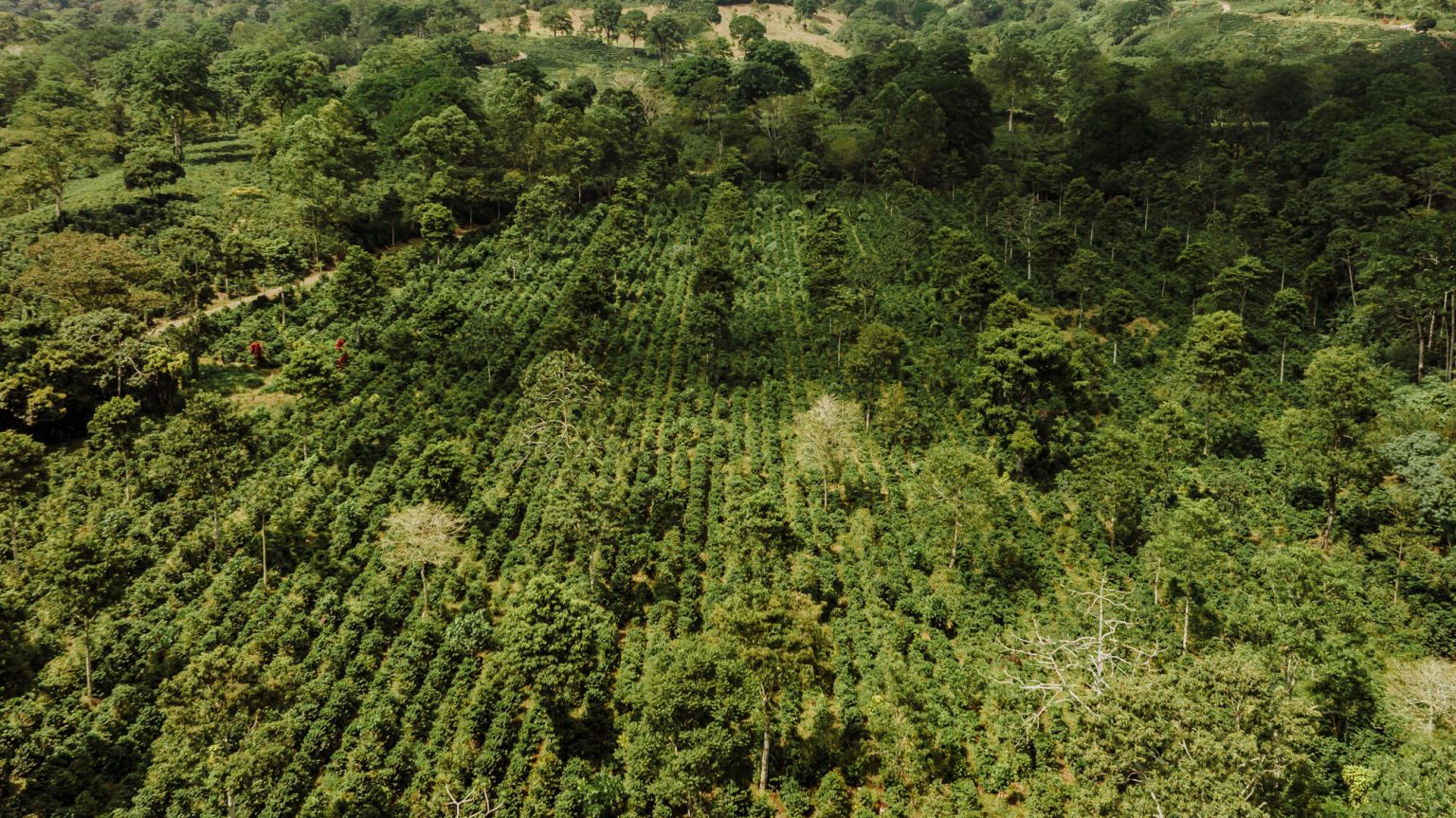 Rainforest Alliance : Regenerative Agriculture to Protect Nature