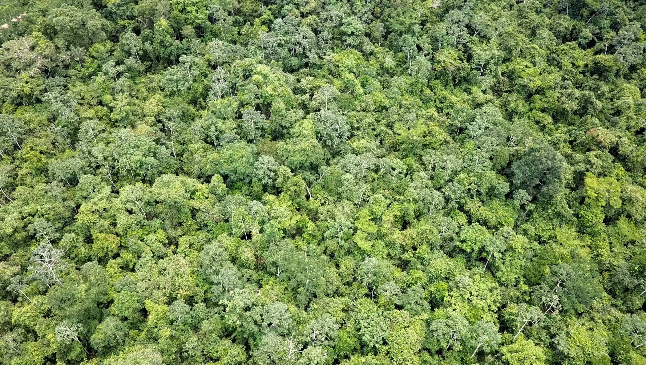 Rainforest Trust : Rainforest Protection