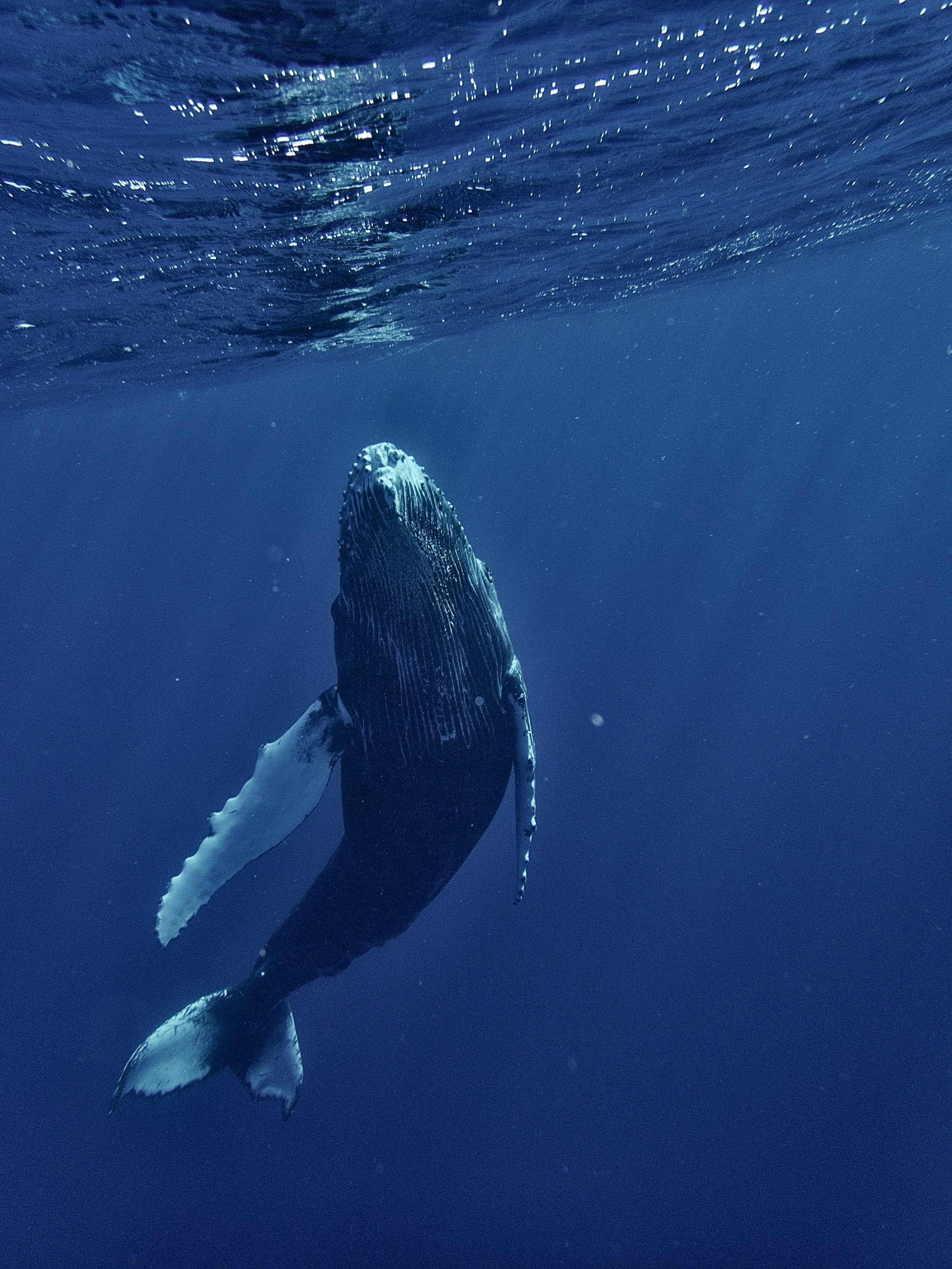 Protecting half the planet: the High Seas Treaty • Global Returns Project